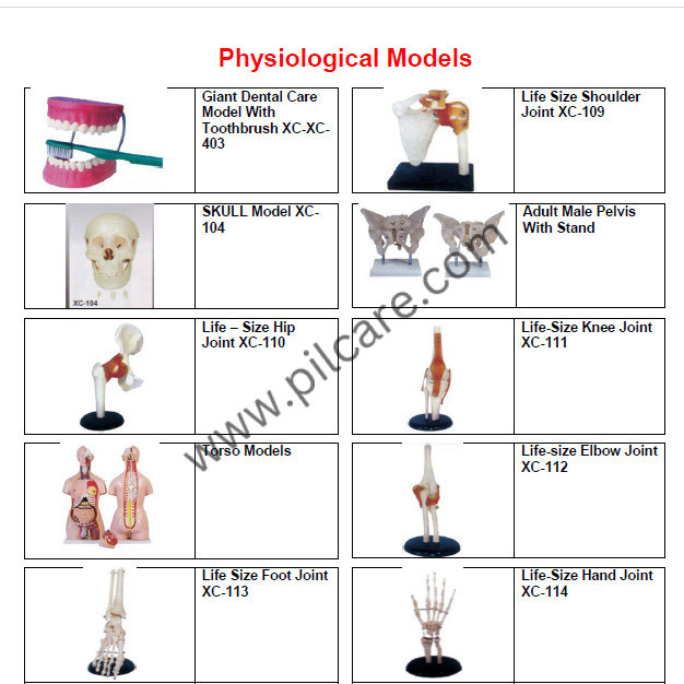 13. Physiological Models - N Chimanlal Enterprises